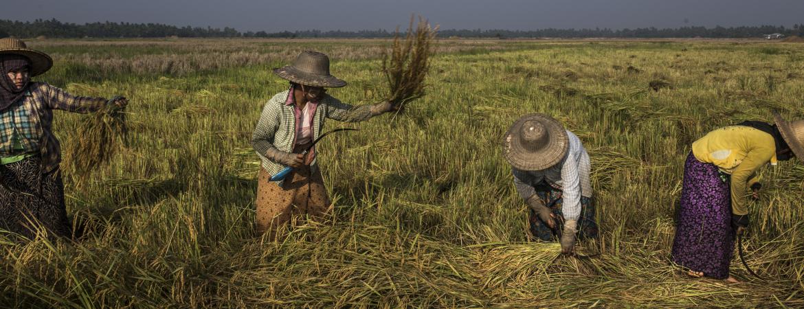 Land | Open Development Myanmar